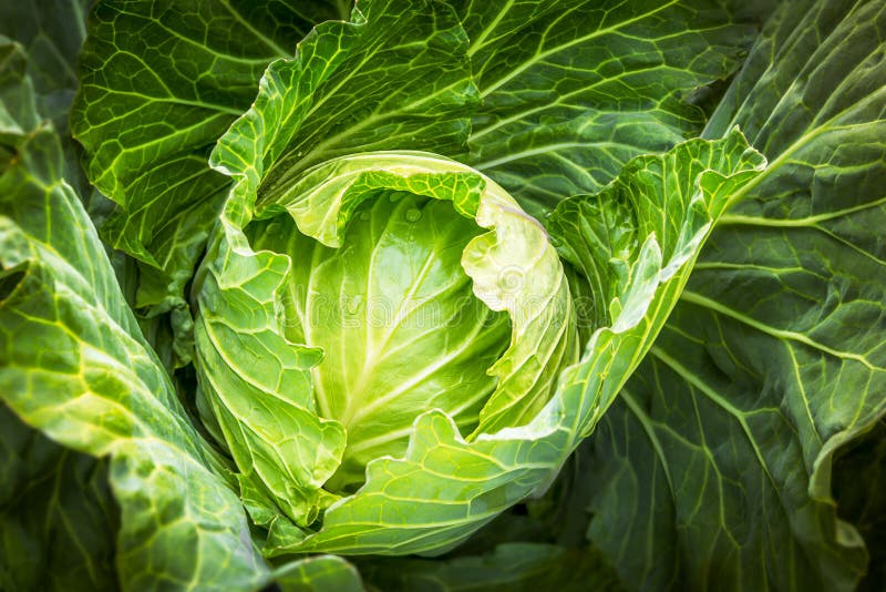 Col de col rizada foto de archivo. Imagen de intrincado - 27731970