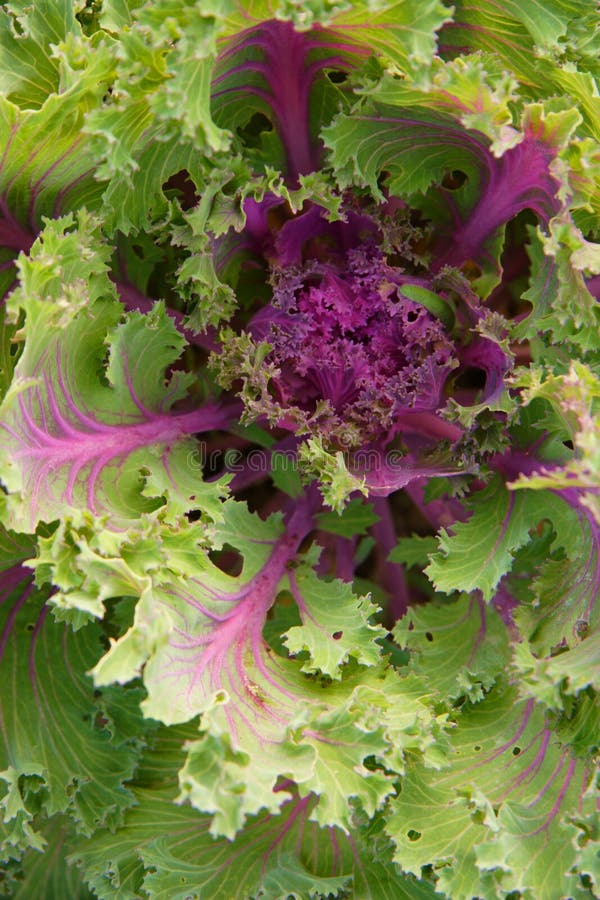 Flor de la col imagen de archivo. Imagen de gotas, textura - 3362653