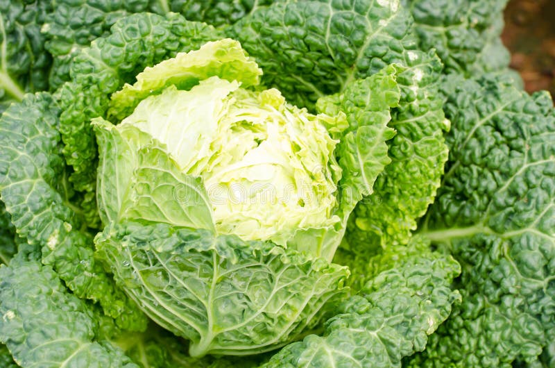 Col foto de archivo. Imagen de sano, granja, agricultura - 62935100