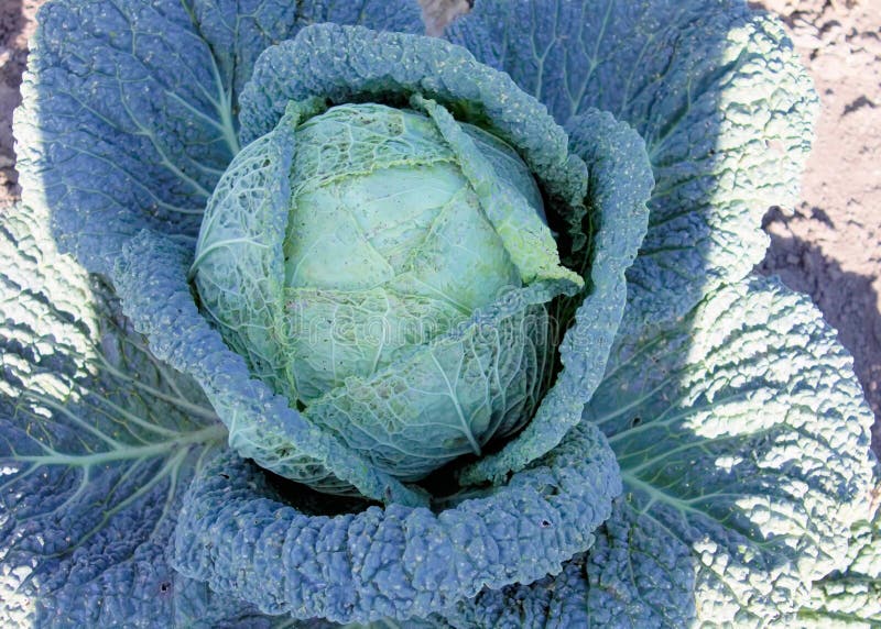 Col blanca foto de archivo. Imagen de ensaladas, granjas - 48593518