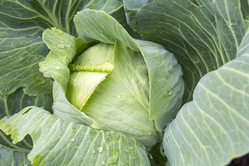 Col blanca foto de archivo. Imagen de agricultura, primer - 64067684