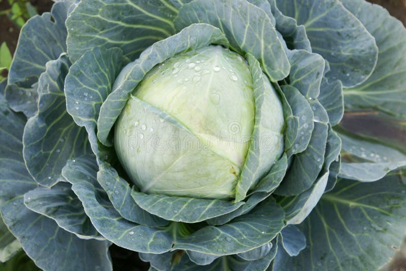 Col blanca foto de archivo. Imagen de agricultura, primer - 64067684