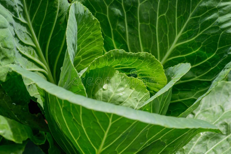 Col blanca imagen de archivo. Imagen de vitamina, hojas - 85587403