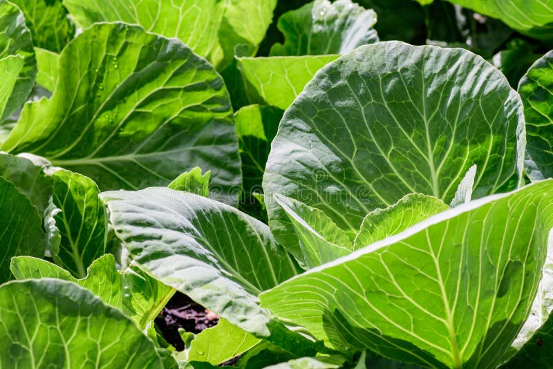 Col blanca imagen de archivo. Imagen de vitamina, hojas - 85587403