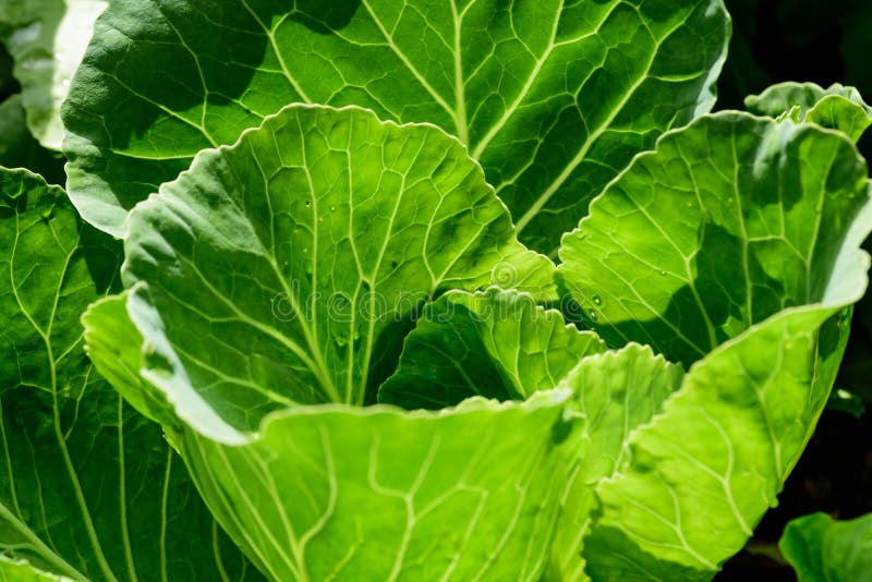 Col blanca imagen de archivo. Imagen de vitamina, hojas - 85587403