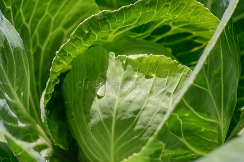 Col blanca imagen de archivo. Imagen de vitamina, hojas - 85587403