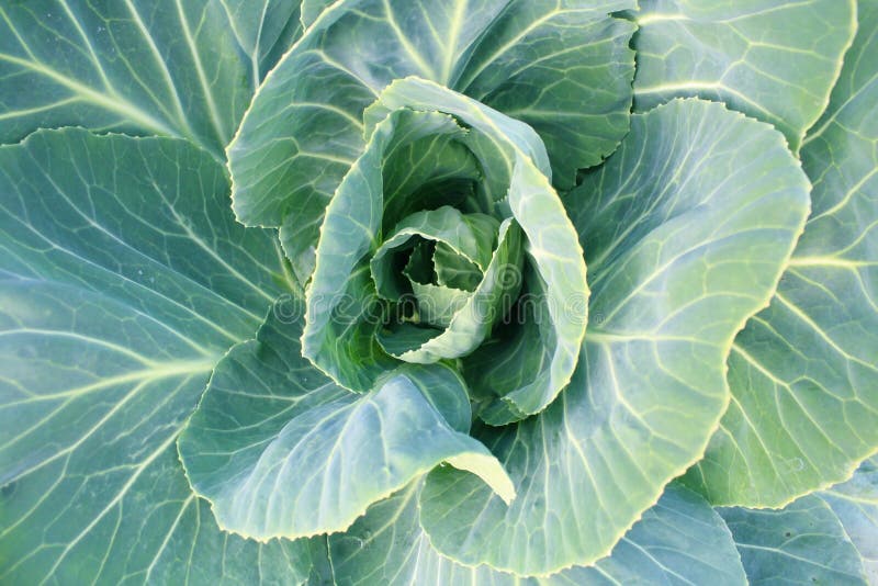 Col Blanca. Col De Varias Capas Como Fondo Foto de archivo - Imagen de ...