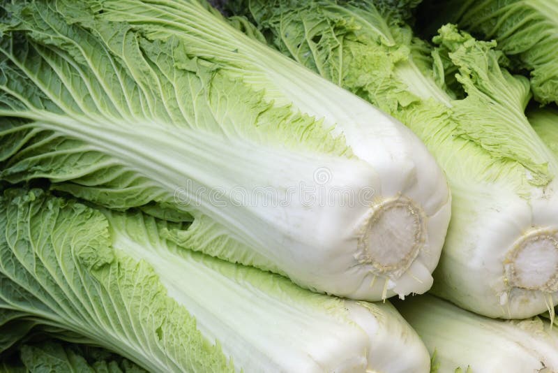 Col de apio foto de archivo. Imagen de cosecha, mercado - 21662372