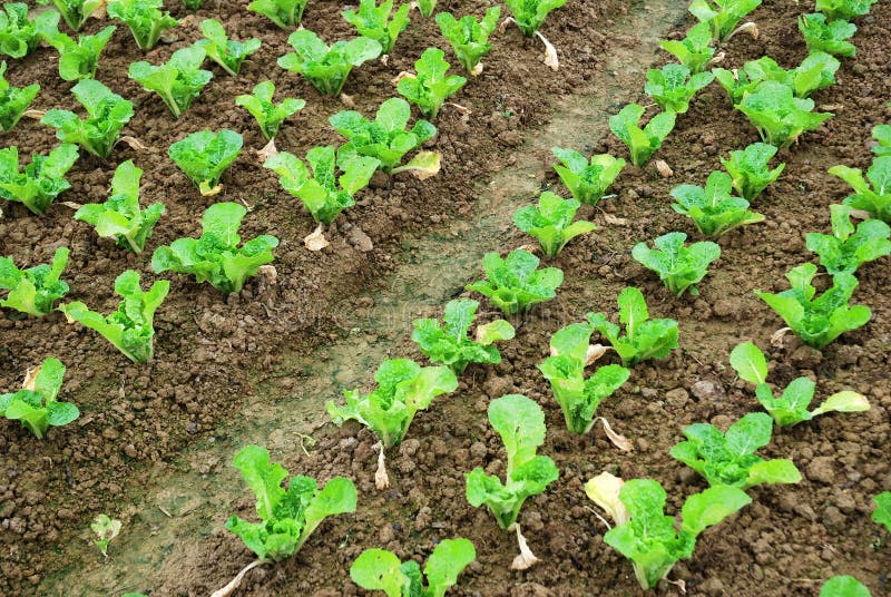 Col De Apio De La Planta De Semillero Imagen de archivo - Imagen de ...