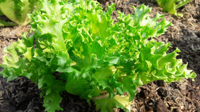 Lechuga china imagen de archivo. Imagen de aislado, sano - 1016313