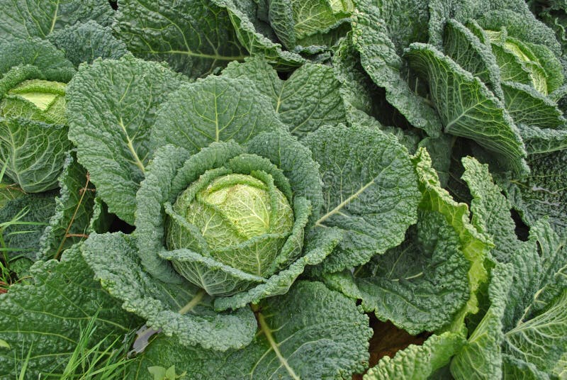 Col de col rizada foto de archivo. Imagen de grande, sabroso - 16395830