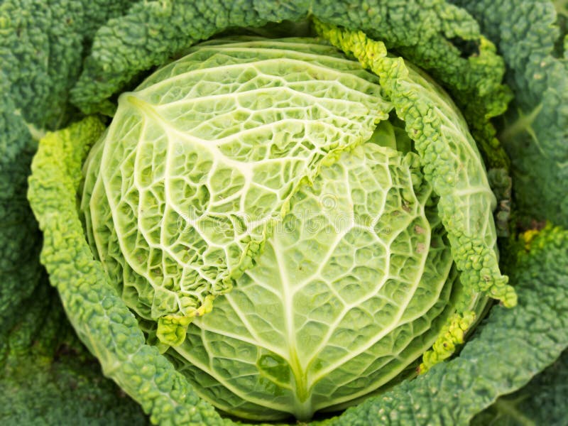 Col de col rizada foto de archivo. Imagen de variable - 27731970