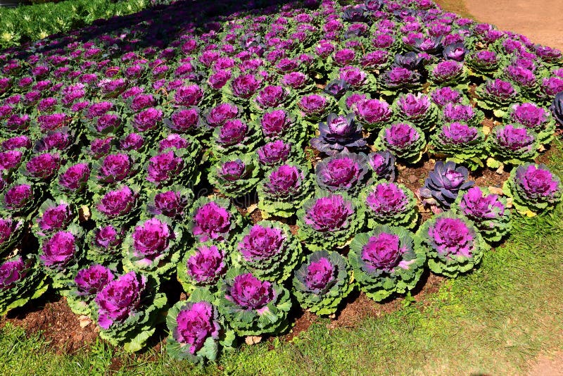 Col de la flor foto de archivo. Imagen de verde, cubo - 37875144