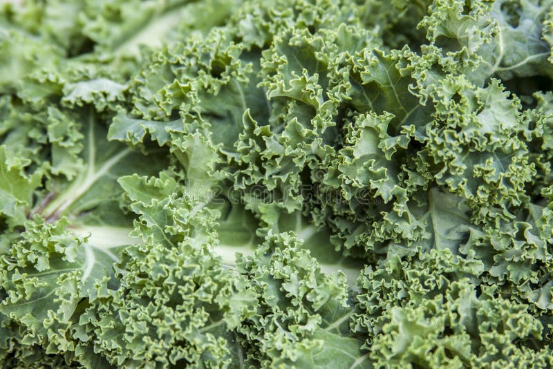 Col De La Col Rizada O De La Hoja Imagen de archivo - Imagen de ...