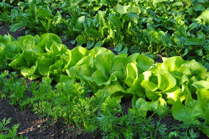 Col de la lechuga foto de archivo. Imagen de agricultura - 56926846