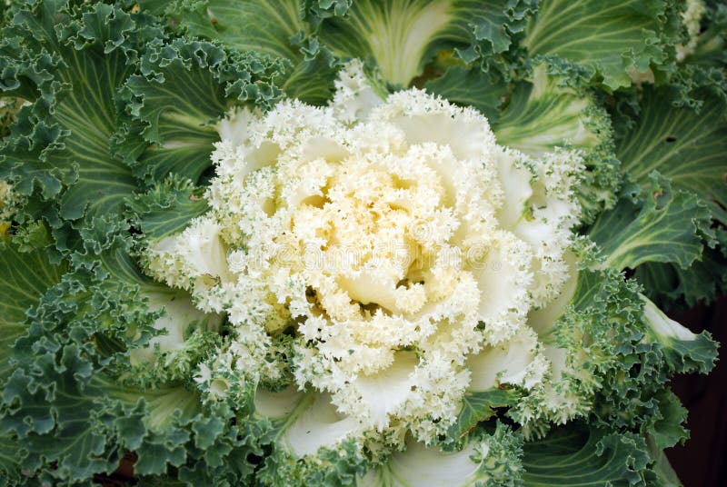 Col decorativa imagen de archivo. Imagen de ornamental - 11460207