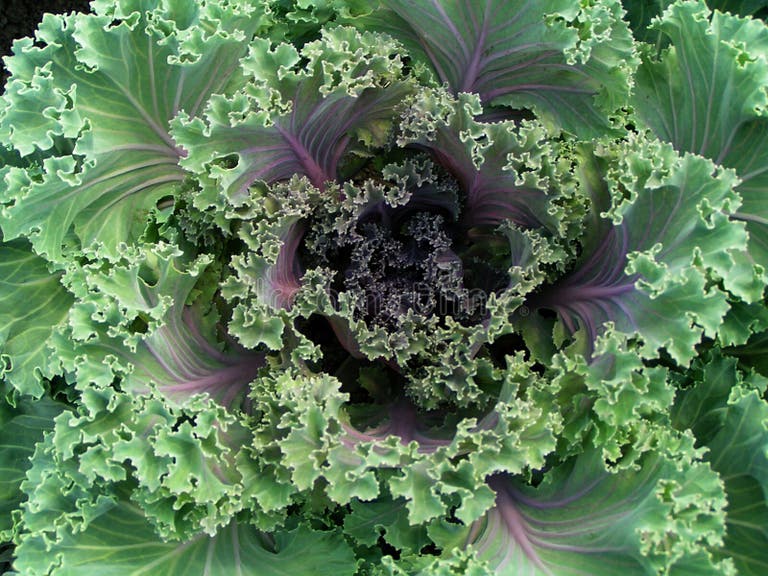 Col decorativa imagen de archivo. Imagen de decorativo - 184619