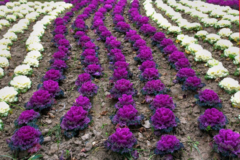 Col decorativa imagen de archivo. Imagen de cama, hoja - 23440409