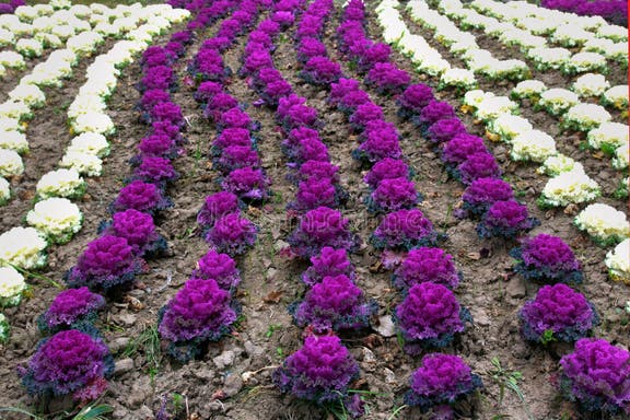 Col decorativa imagen de archivo. Imagen de cama, hoja - 23440409