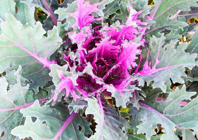 Col rizada ornamental foto de archivo. Imagen de planta - 24137782