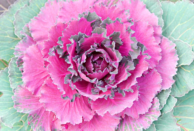 Col rizada ornamental imagen de archivo. Imagen de planta - 8317605