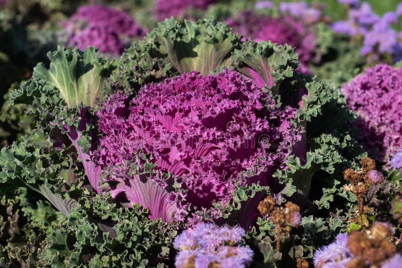 Flor de la col imagen de archivo. Imagen de flor - 3362653