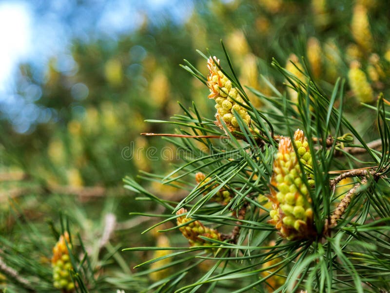 2013_Col di Nava stock image. Image of hike, italian - 37745797