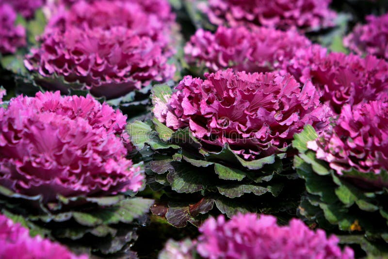Flor de la col imagen de archivo. Imagen de gotas, textura - 3362653