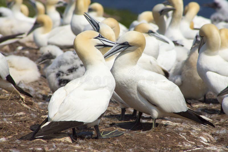 Colônia dos albatrozes foto de stock. Imagem de quebeque - 60756852