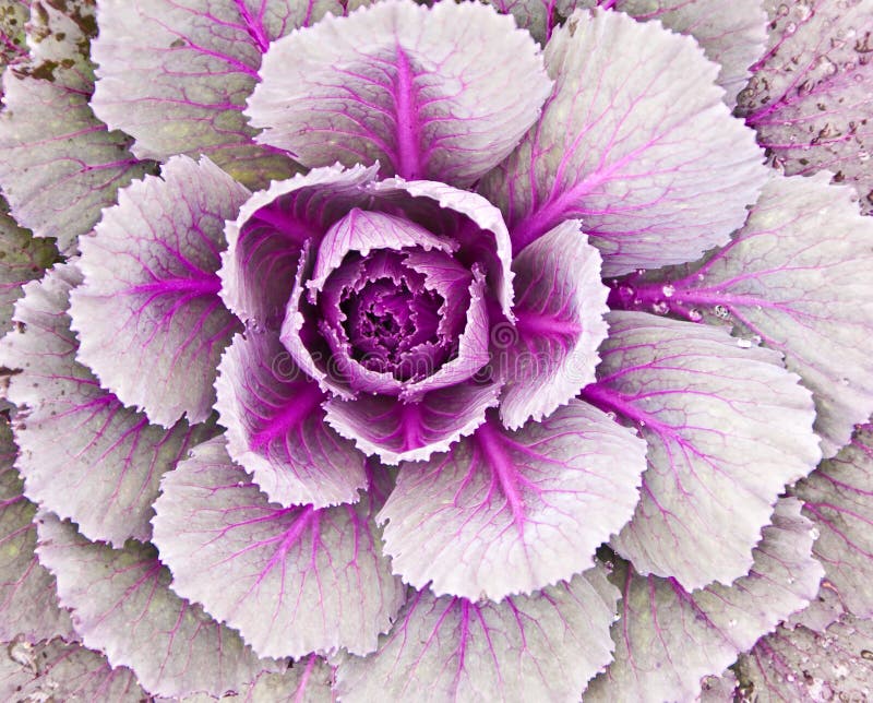 Flor de la col imagen de archivo. Imagen de gotas, textura - 3362653