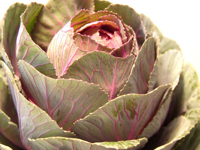 Col ornamental foto de archivo. Imagen de ingrediente - 11271148