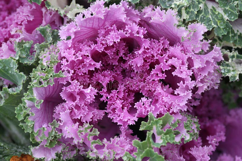 Col Ornamental, Brassica Oleracea Foto de archivo - Imagen de coliflor ...