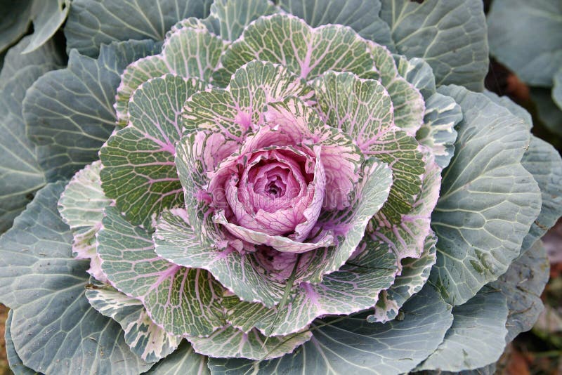 Col ornamental rosa imagen de archivo. Imagen de travieso - 16830099