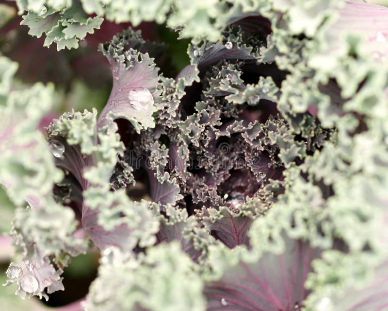 Col rizada floreciente foto de archivo. Imagen de coliflor - 16393350