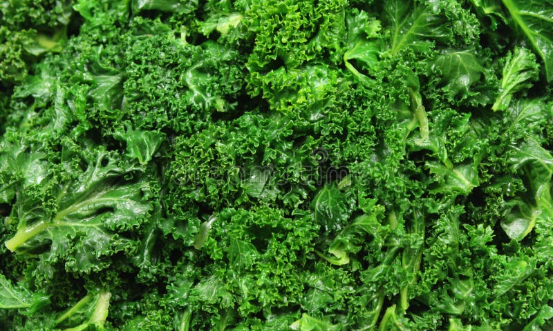 Col rizada imagen de archivo. Imagen de cocina, fresco - 18948617
