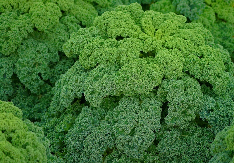 Col rizada foto de archivo. Imagen de unharvested, crudo - 23584666