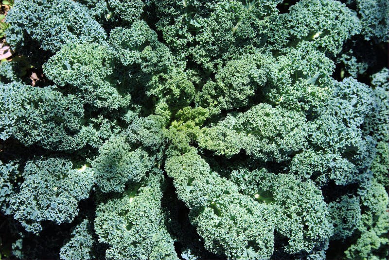 Col Rizada Con Hojas Rizada Imagen de archivo - Imagen de fondo, hojas ...