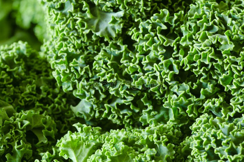 Col rizada cruda fresca imagen de archivo. Imagen de fondo - 50239813
