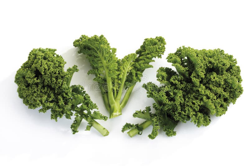 Hoja de la col rizada imagen de archivo. Imagen de granja - 26008893