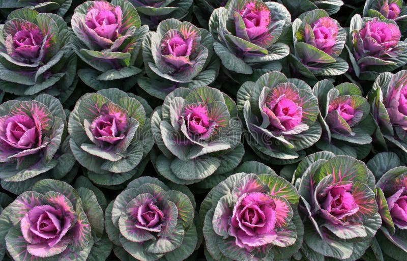 Las Plantas Ornamentales De La Hoja Rayada Hermosa Se Cierran Para ...