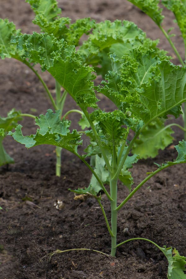 Col Rizada Joven Que Crece En El Huerto Imagen de archivo - Imagen de ...