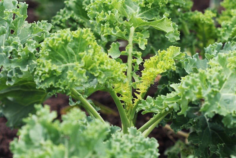 Col Rizada Joven Que Crece En El Huerto Hojas De La Cosecha Del ...