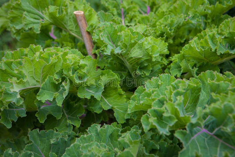 Plantación Orgánica De La Col Rizada Por La Mañana Foto de archivo ...