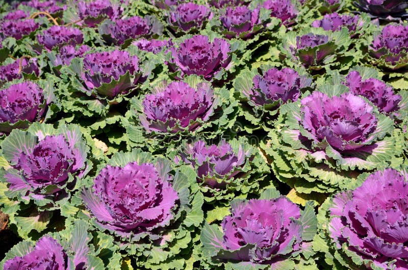 El Florista De La Muchacha Selecciona Las Mejores Flores Para Crear Un ...