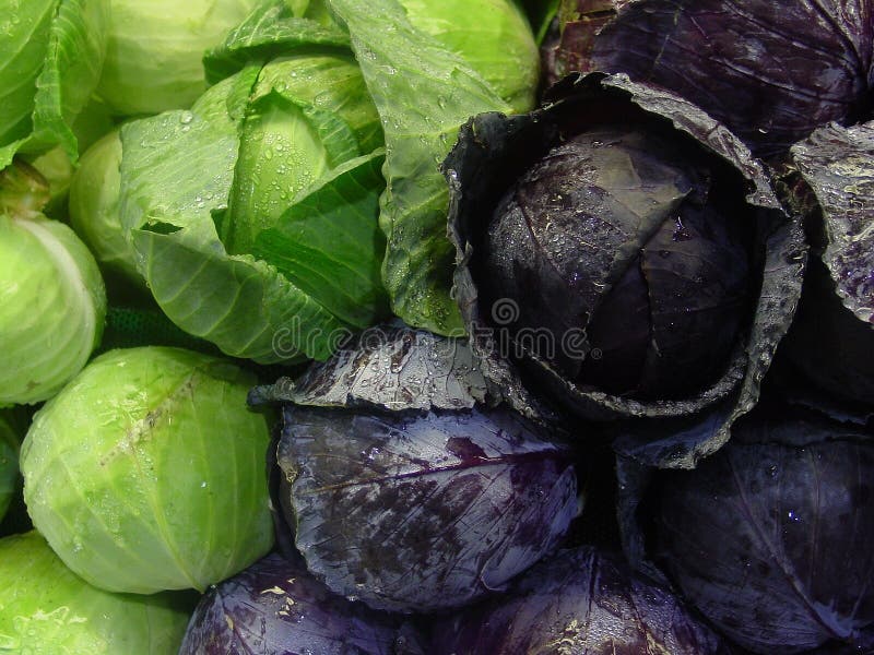 Col Lombarda y Col Verde foto de archivo. Imagen de primer - 35828