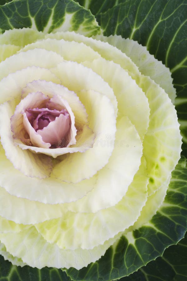 Flor de la col imagen de archivo. Imagen de gotas, textura - 3362653