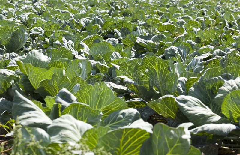Col verde en un campo foto de archivo. Imagen de acreencia - 74708012