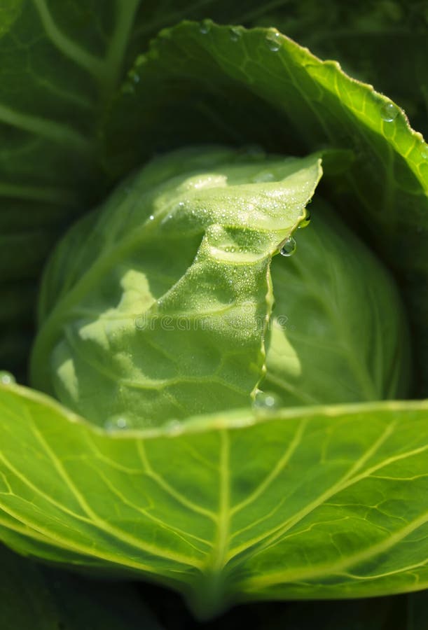Col verde imagen de archivo. Imagen de fondo, hoja, ingrediente - 154317095