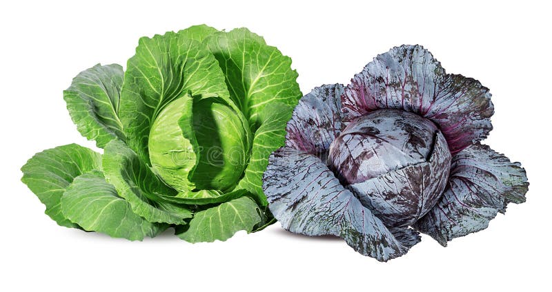 Col Verde Aislada En Blanco Imagen de archivo - Imagen de aislado ...