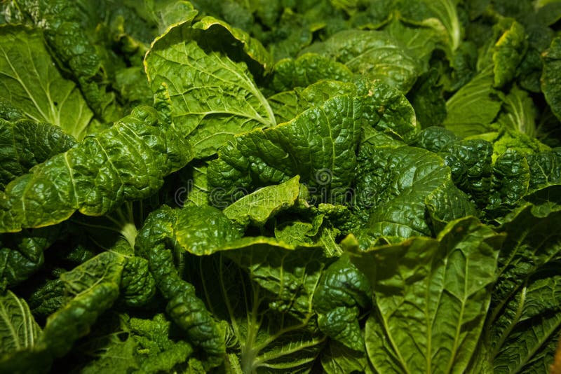 Col verde como fondo foto de archivo. Imagen de agricultura - 162863282